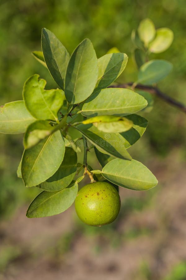 Lime on the tree stock image. Image of ingredient, fresh - 34921543