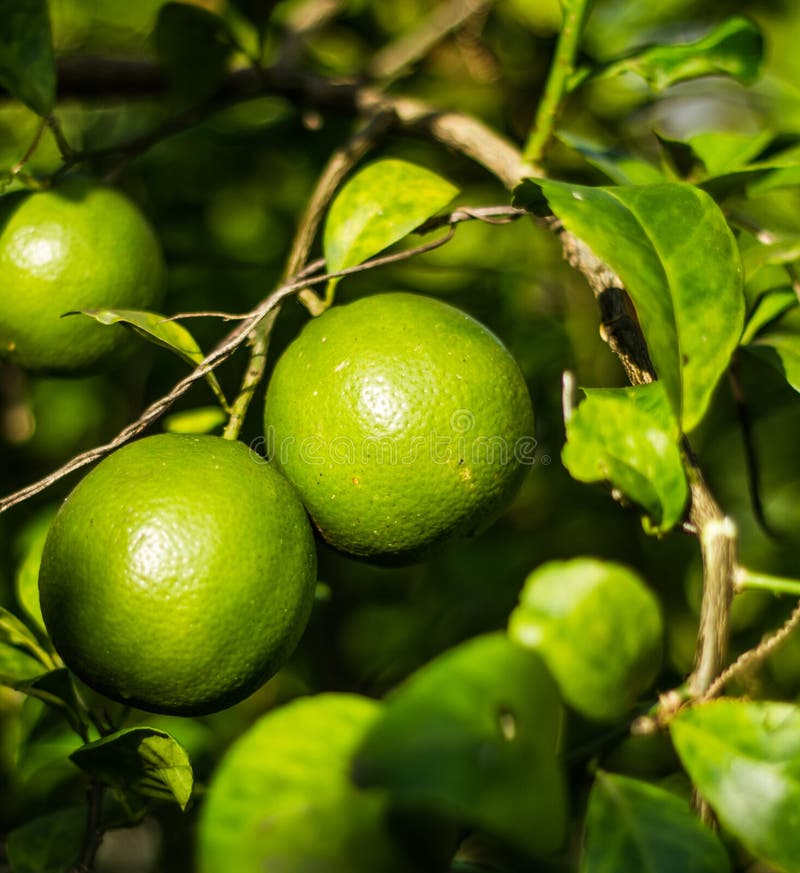 Lime on tree stock image. Image of healthy, freshness - 43922451