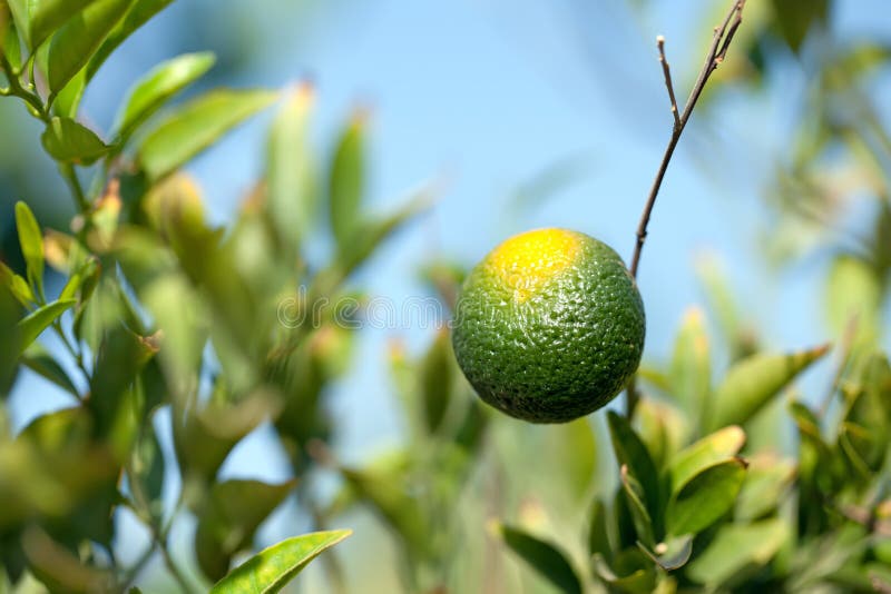 Lime on tree stock photo. Image of tree, green, lemon - 189904380