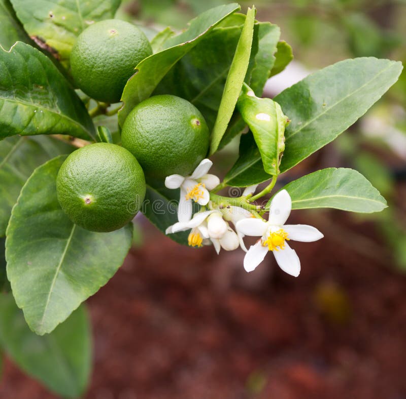 Lime Green Tree from the Branches Itself Stock Photo - Image of flora ...