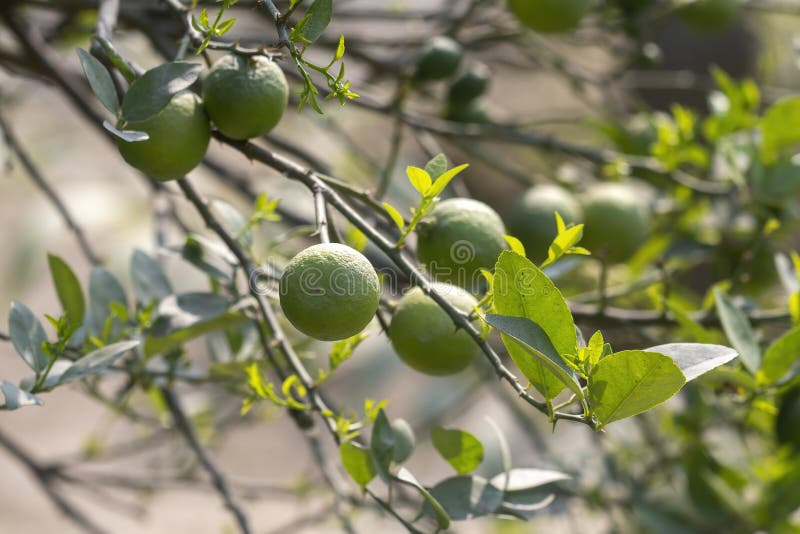 Lime tree with green limes stock photo. Image of background - 210011162