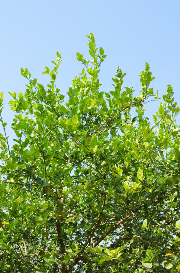 Lime tree stock photo. Image of stalk, organic, plantation - 41570196