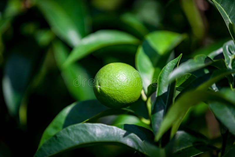 Lime Tree stock image. Image of tree, gardens, organic - 74060723