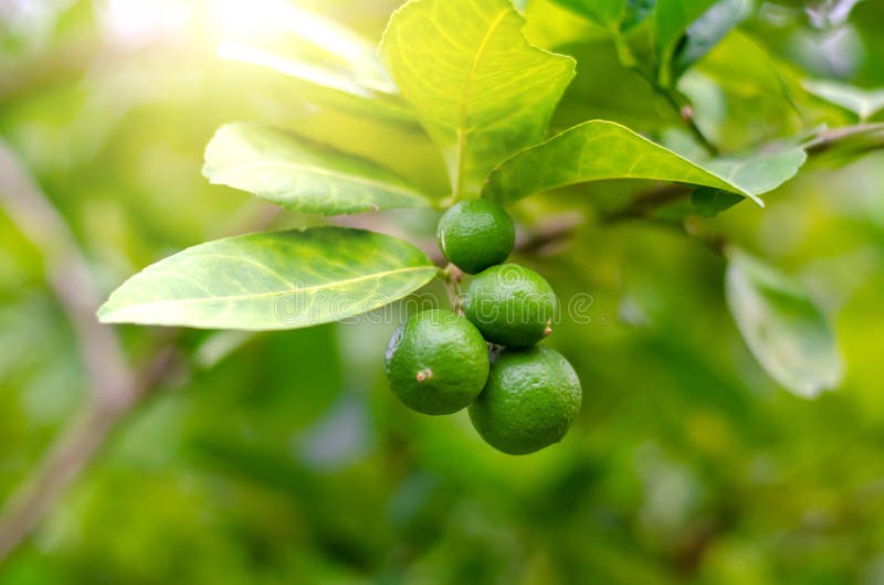 Lemonade on the Tree in the Garden Stock Image - Image of thailand ...