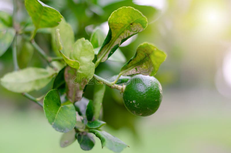 Lemonade on the Tree in the Garden Stock Image - Image of tree, green ...