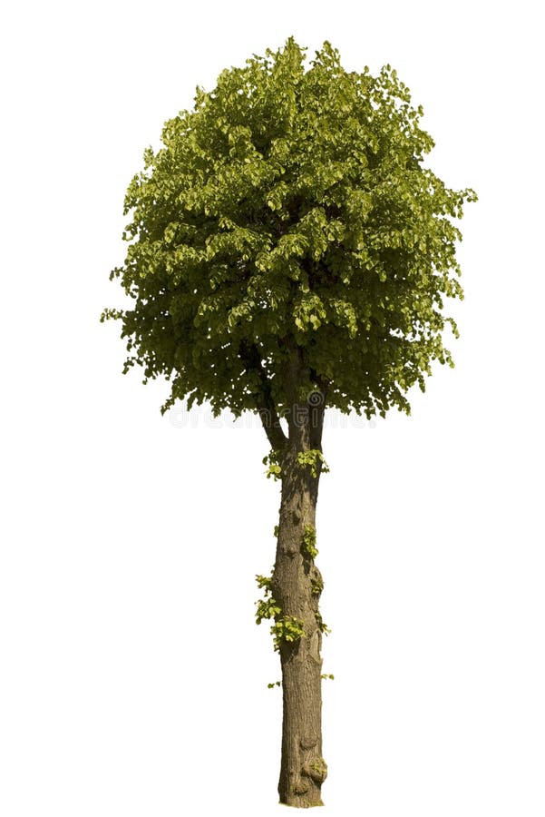 31,446 Lime Tree Photos - Free & Royalty-Free Stock Photos from Dreamstime