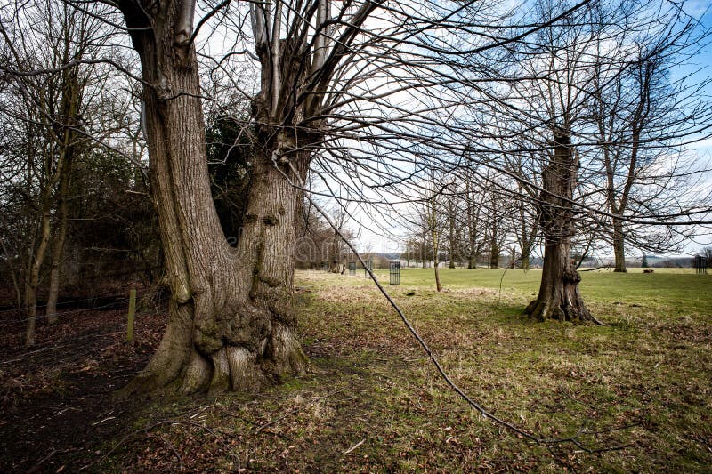 Lime Tree stock image. Image of tree, large, conservation - 67806399