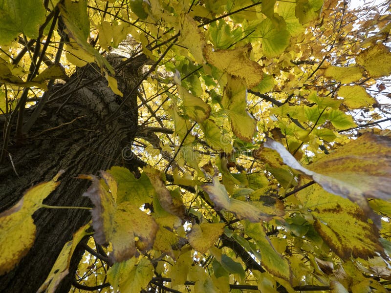 Lime Tree Leaves in Autumn Season Stock Image - Image of forest ...