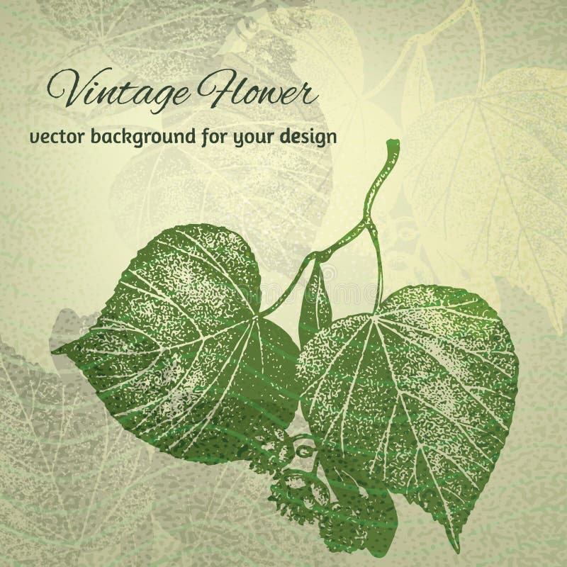 Lime Tree Leaves. Hand Drawn Vector Illustration Stock Vector ...