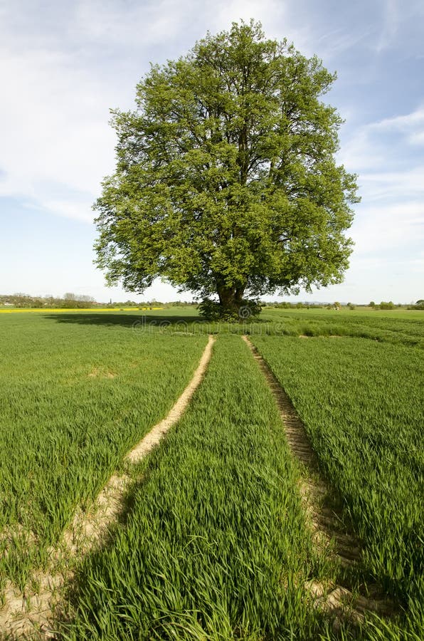 36,523 Lime Tree Stock Photos - Free & Royalty-Free Stock Photos from ...