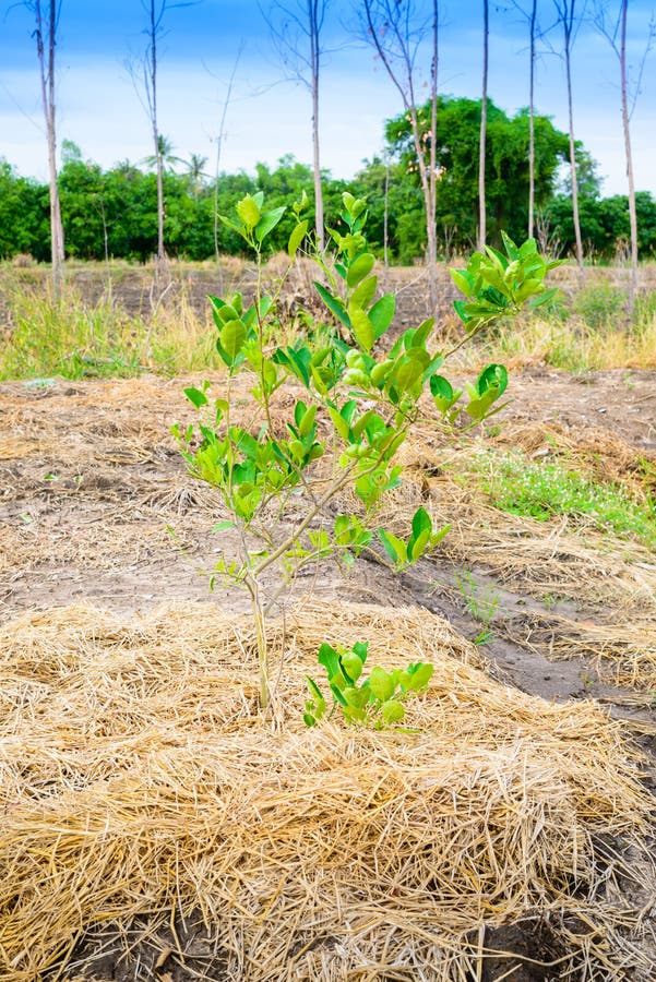 Lime tree planting stock image. Image of fruit, fresh - 57557889