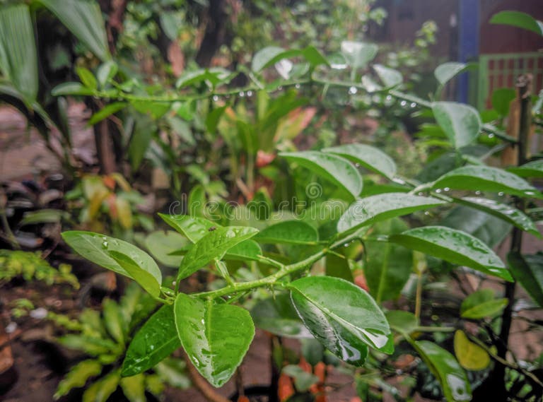 Lime Tree after Rain in the Morning Stock Photo - Image of tropical ...