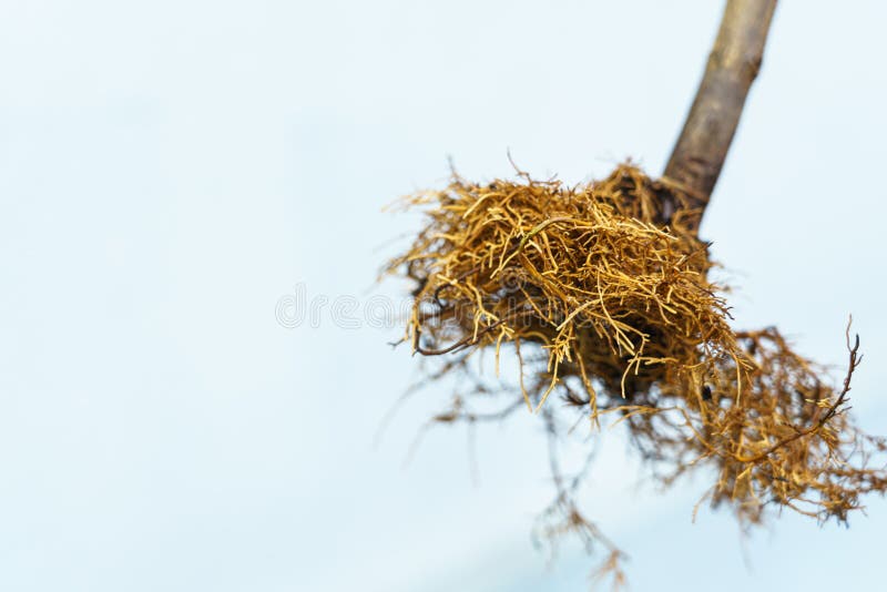 Lime tree root stock image. Image of chaotic, nature - 190756269