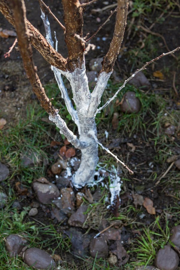 Lime tree trimming stock photo. Image of recovery, branch - 90338076