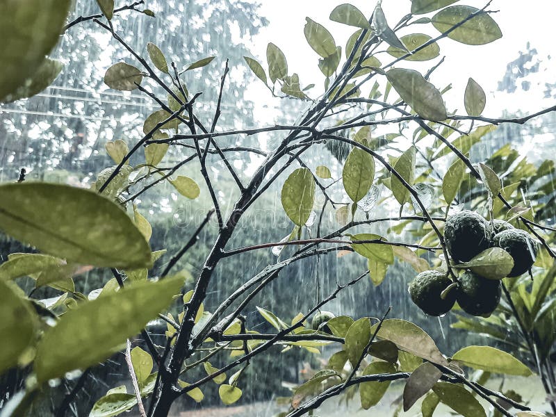 Lime tree under the rain stock photo. Image of bird - 262394986