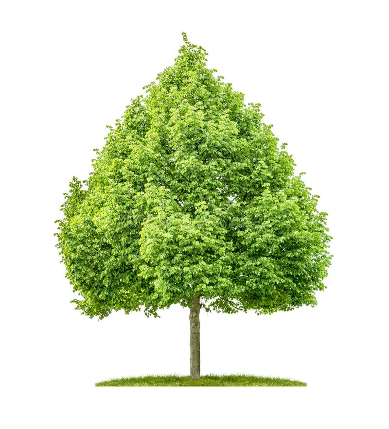 Isolated lime tree stock image. Image of grass, broadleaf - 31968681