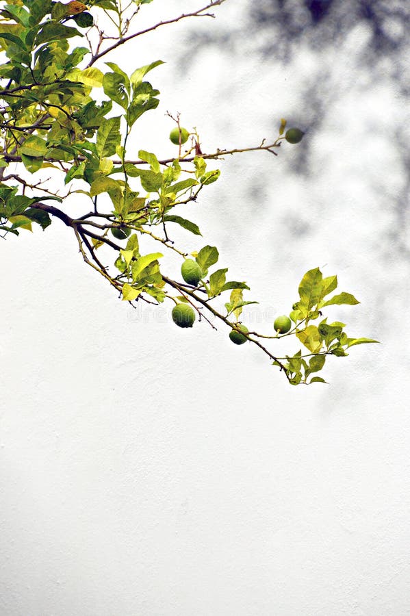 Lime tree stock image. Image of golden, tree, lime, shadows - 94878727