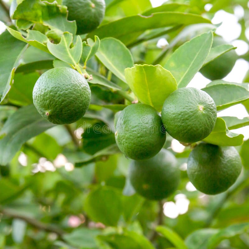 Lime trees. green lime stock image. Image of sour, cultivation - 63818863