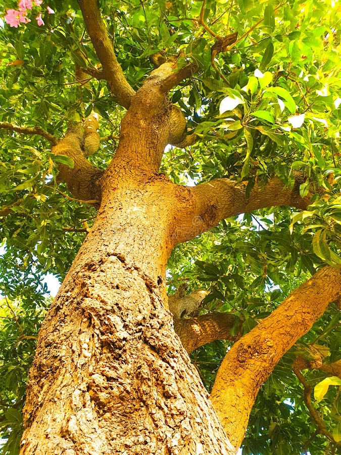 Lime Trees, Looking Up, Low Angle Shot Stock Photo - Image of blooming ...