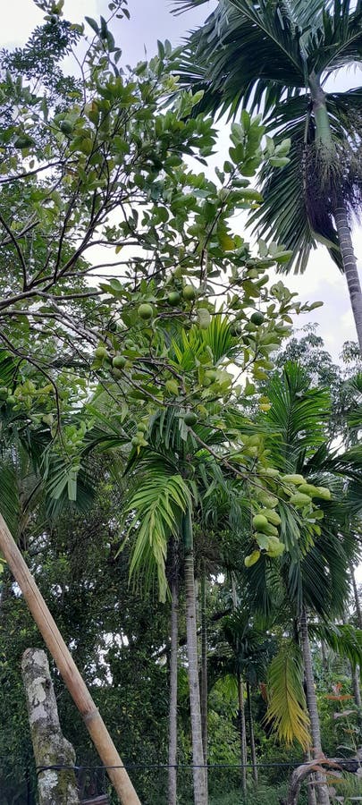 Lime Trees with Their Dense Fruit Grow in Mainland Asia Stock Photo ...