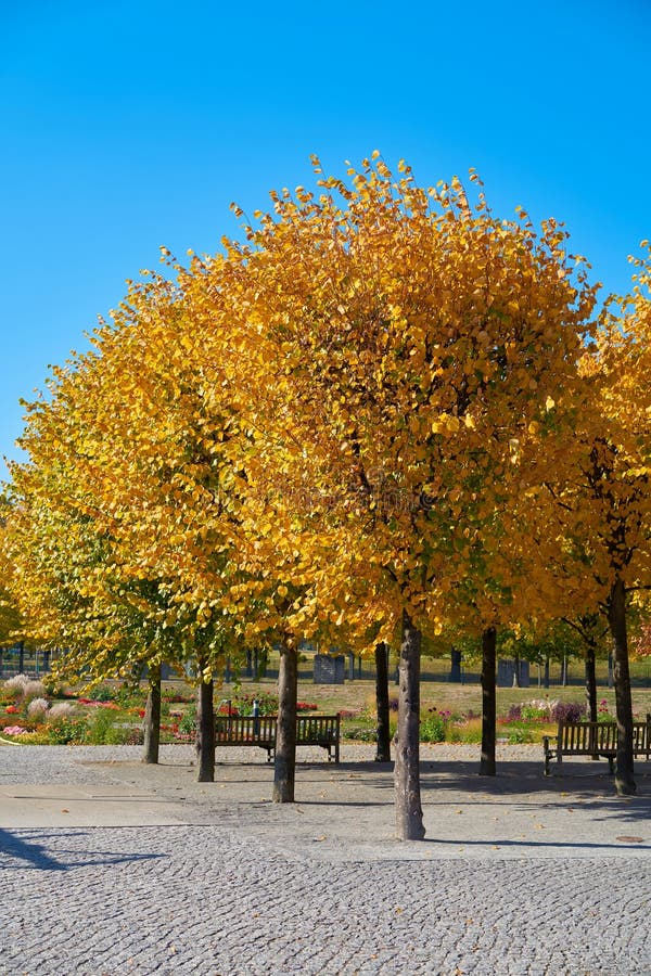 Lime Trees with Yellow Autumn Colouring in Magdeburg Stock Photo ...