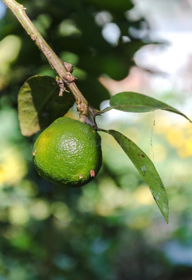 A Lime in Tropical Zone, Thailand Stock Image - Image of lime, zone ...