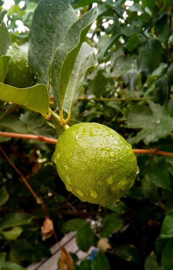 Lime under the rain stock photo. Image of water, geen - 204536656