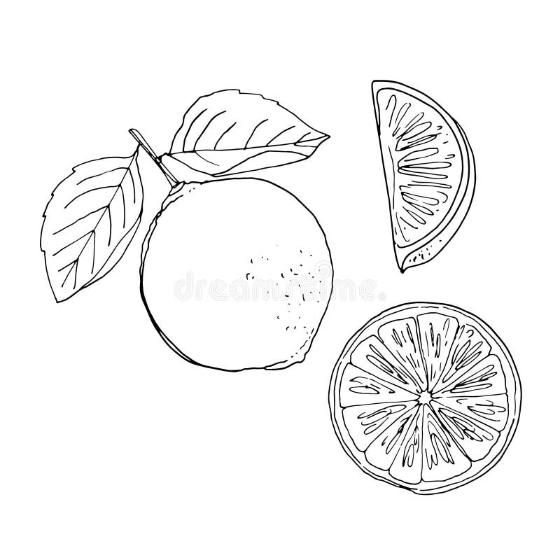 Lime. Vector Drawing of Food. Citrus. Exotic Food Drawings Stock Vector ...