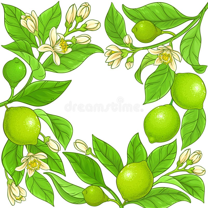 Lime Frame Stock Illustrations – 6,060 Lime Frame Stock Illustrations ...