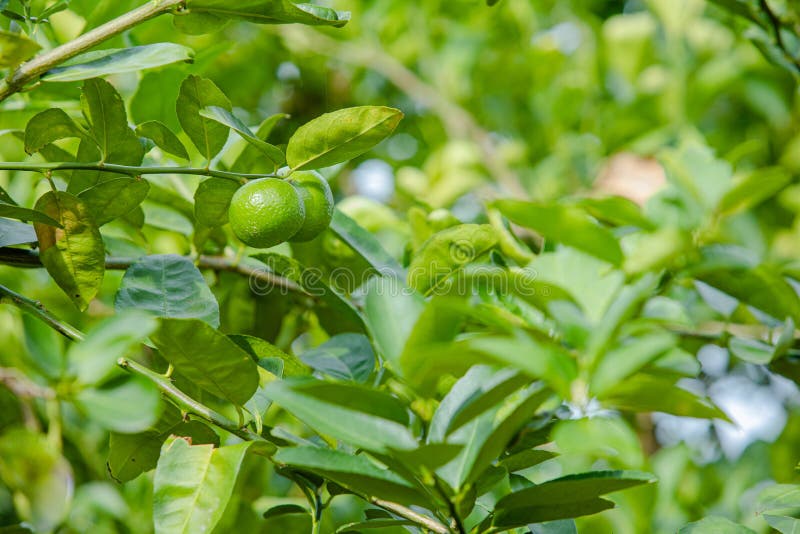 Green Lime Vegetable on Tree Stock Image - Image of hanging, green ...