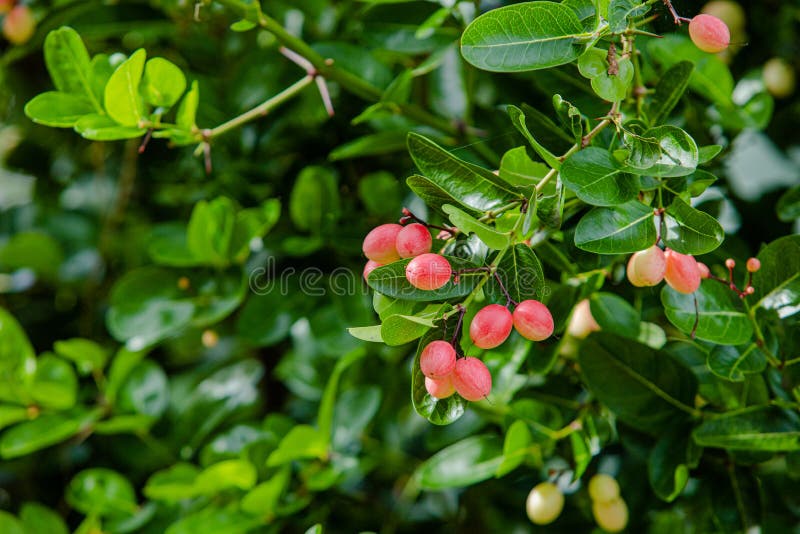 Green Lime Vegetable on Tree Stock Image - Image of garden, lime: 158547113