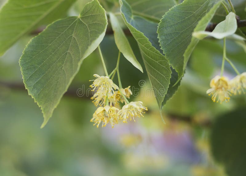 Lime Yellow Flower of Tilia Cordata Tree Stock Photo - Image of ...