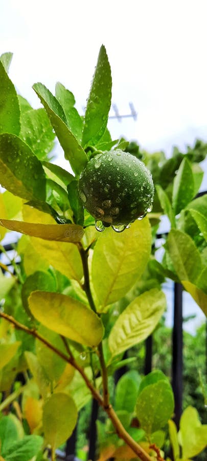 The limee stock image. Image of lime, green, nature - 205088899