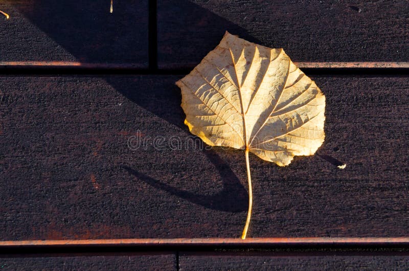 Limen leaf stock image. Image of flora, leaves, texture - 37275249