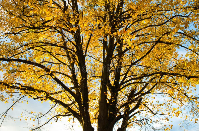 Limen leaves stock photo. Image of background, season - 37273460