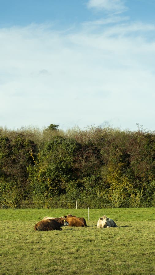 Limerick stock image. Image of breeding, ruminant, field - 267206925