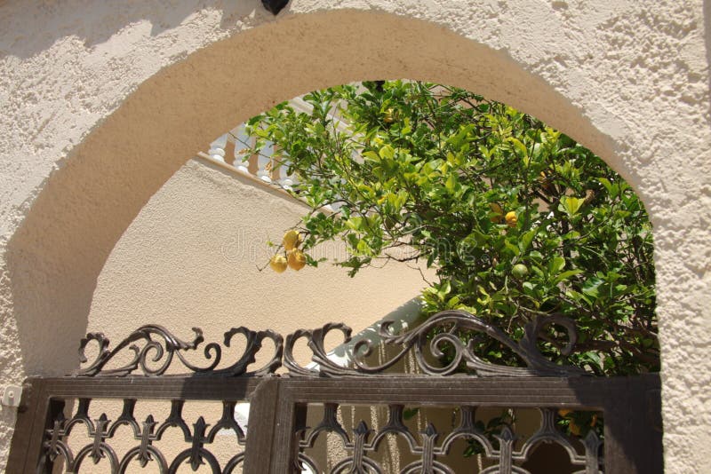 Limes Fruits Tree Old Green Gate Historic Retro Stock Photo - Image of ...