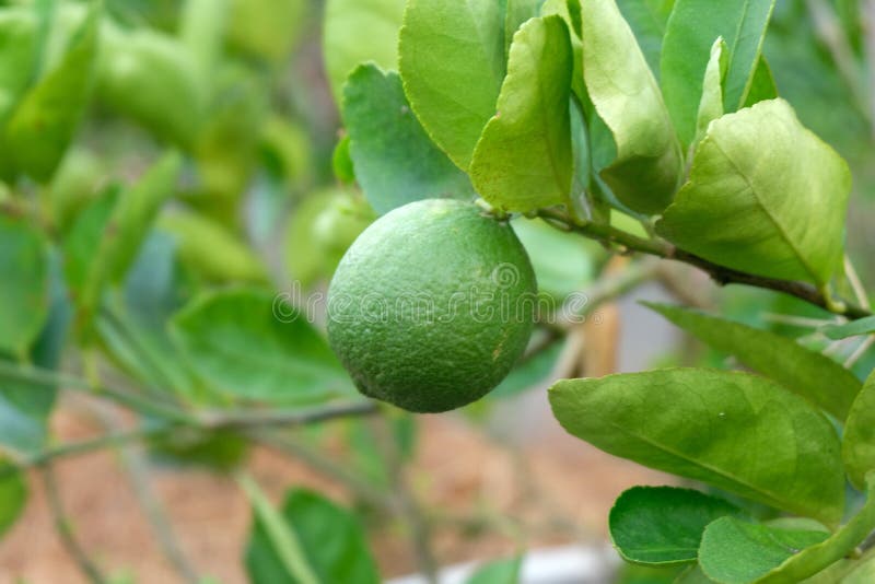 Limes or Green Lemon on the Lime Tree Stock Photo - Image of fresh ...