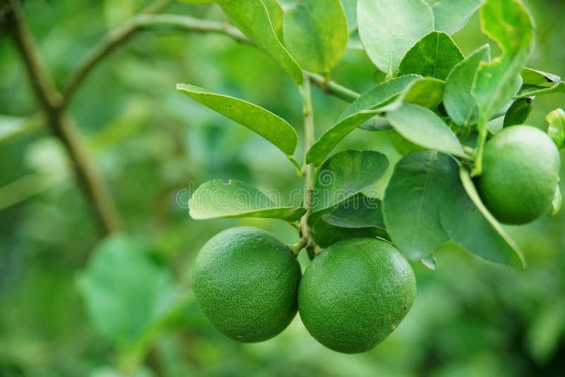 Limes Hanging on the Lime Tree Stock Image - Image of healthy ...