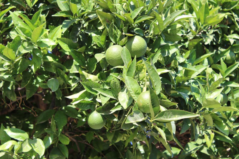 Limes stock photo. Image of tree, cyprus, food, nature - 83637380