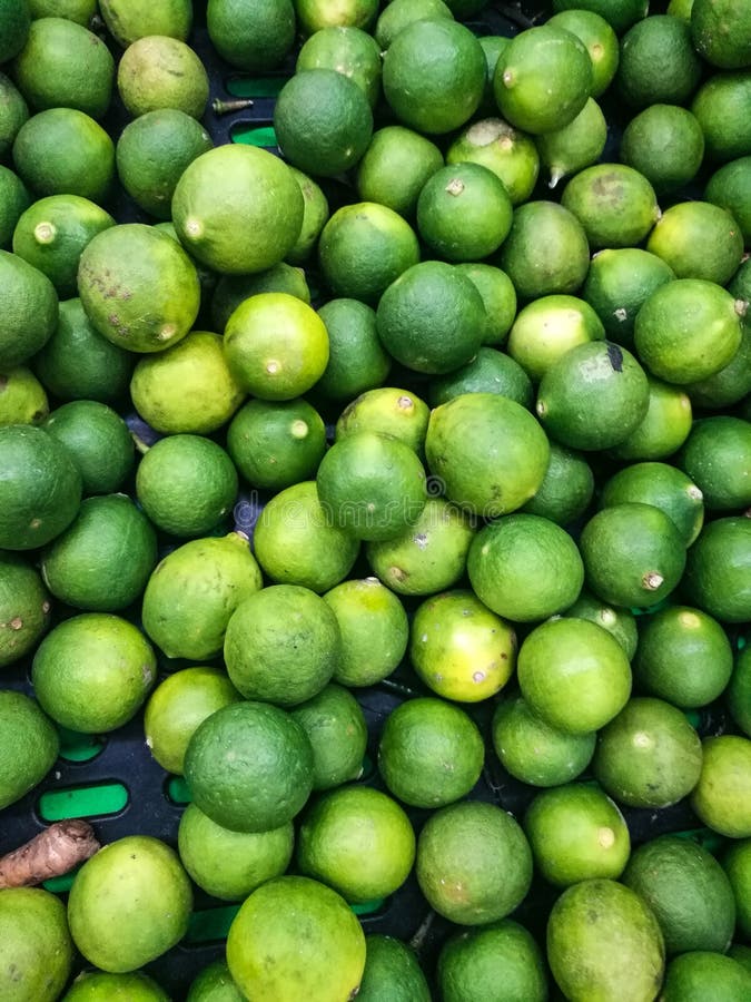 Limes stock image. Image of small, lemon, limes, vegetable - 95055903