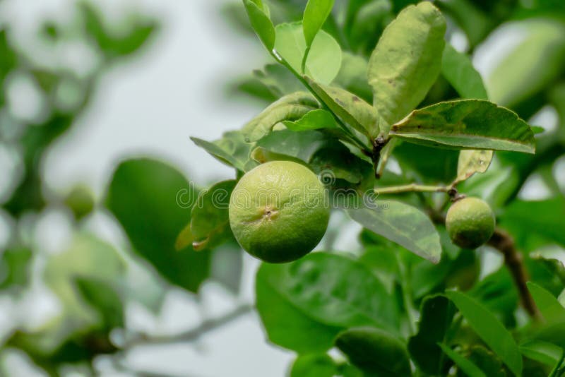 Limes on Tree, Fruit Sour, Green Lemon in Farm, Lime Plantation Stock ...