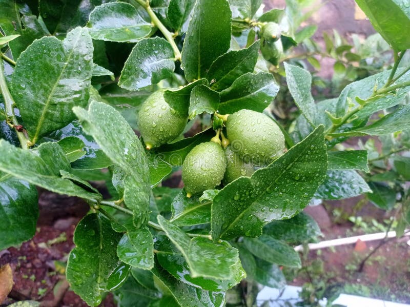 Limes Tree in the Garden are Excellent Source of Vitamin C Stock Image ...