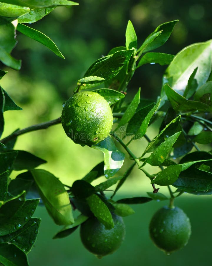 Limes on Tree with Green Background Stock Image - Image of light, lime ...