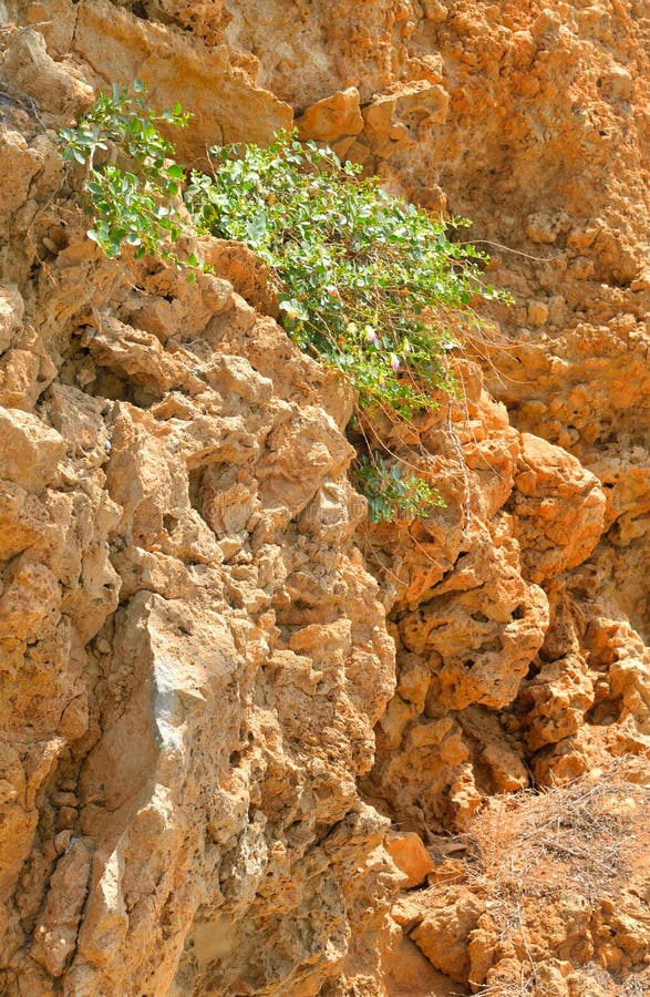 Limestone Background Close Up. Stock Photo - Image of background ...