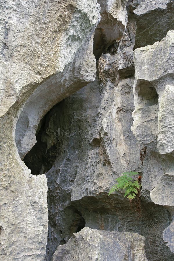 Limestone stock photo. Image of eluviation, natural, plant - 34942904