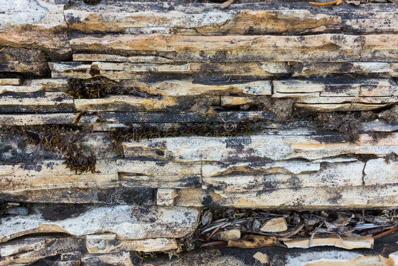 Limestone and Dolostone Texture Stock Image - Image of sediment ...