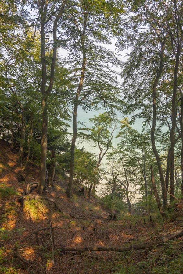 Limestone forest stock photo. Image of mixed, jasmund - 48244750