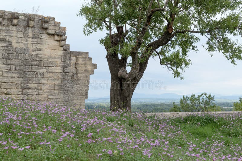 Limestone Fortress Wall with Tree and Flowers, Mountain Landscape View ...