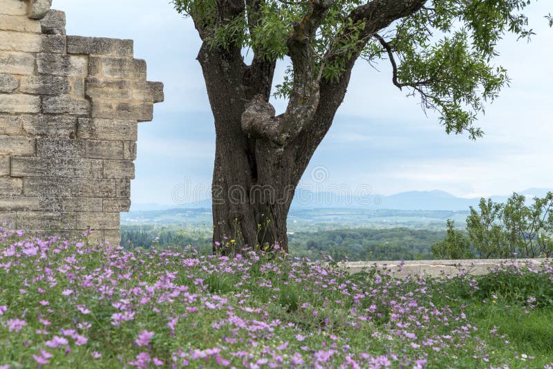 Limestone Fortress Wall with Tree and Flowers, Mountain Landscape View ...